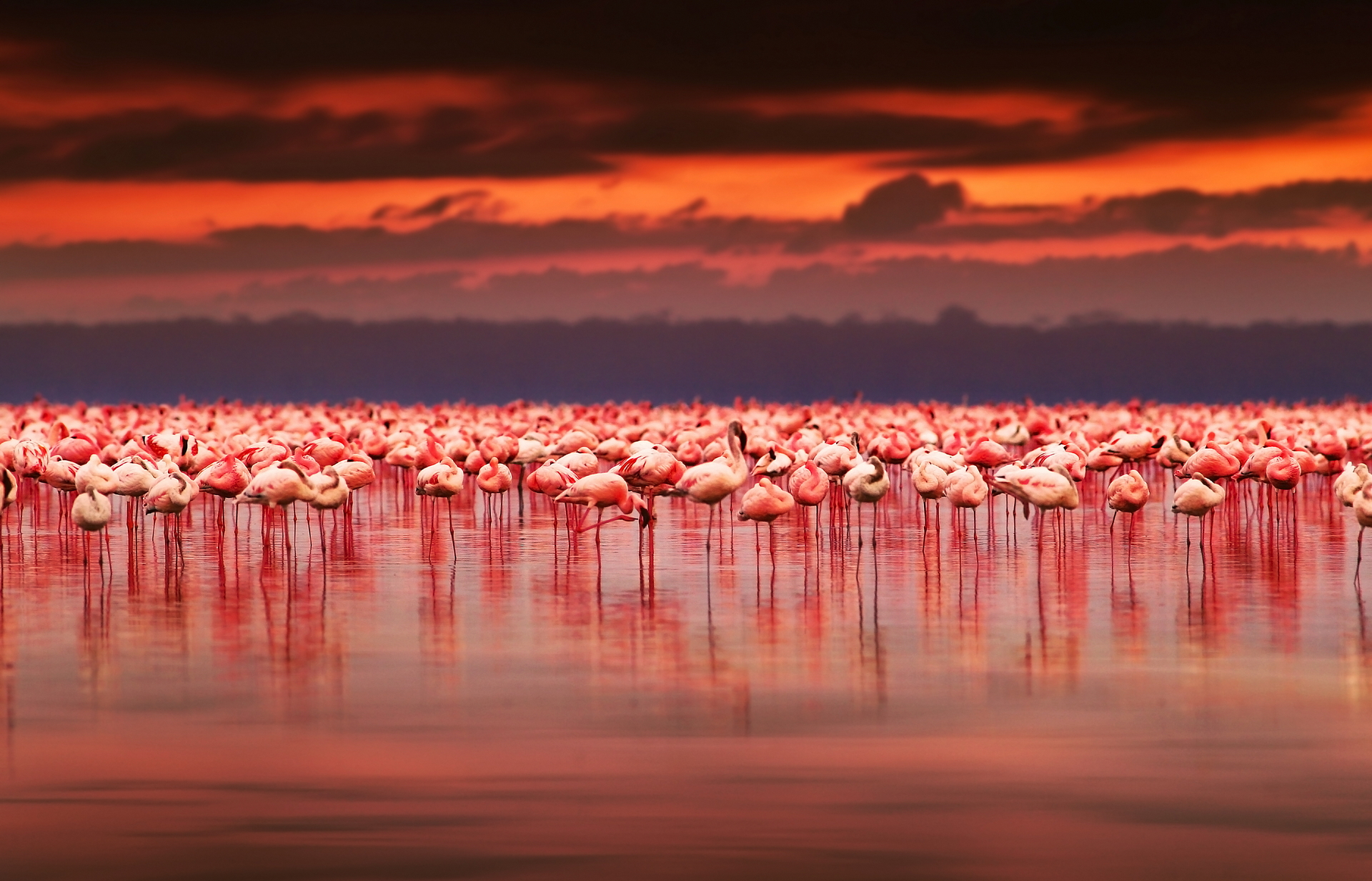 Sunset Flamingos Wallpapers - Wallpaper Cave