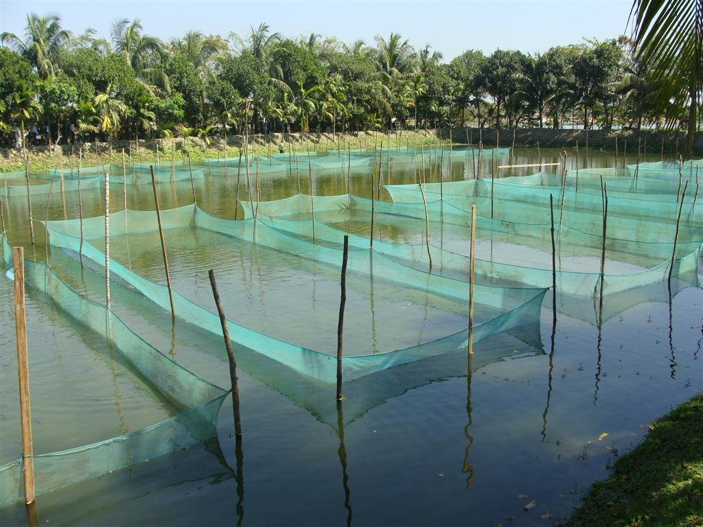 Aquaculture Wallpapers - Wallpaper Cave
