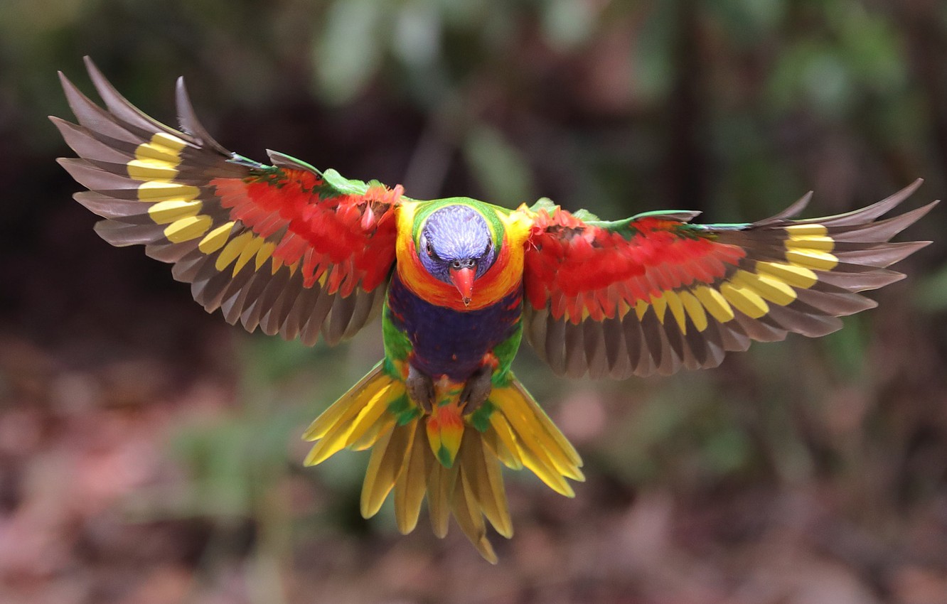 Colorful Bird Wings