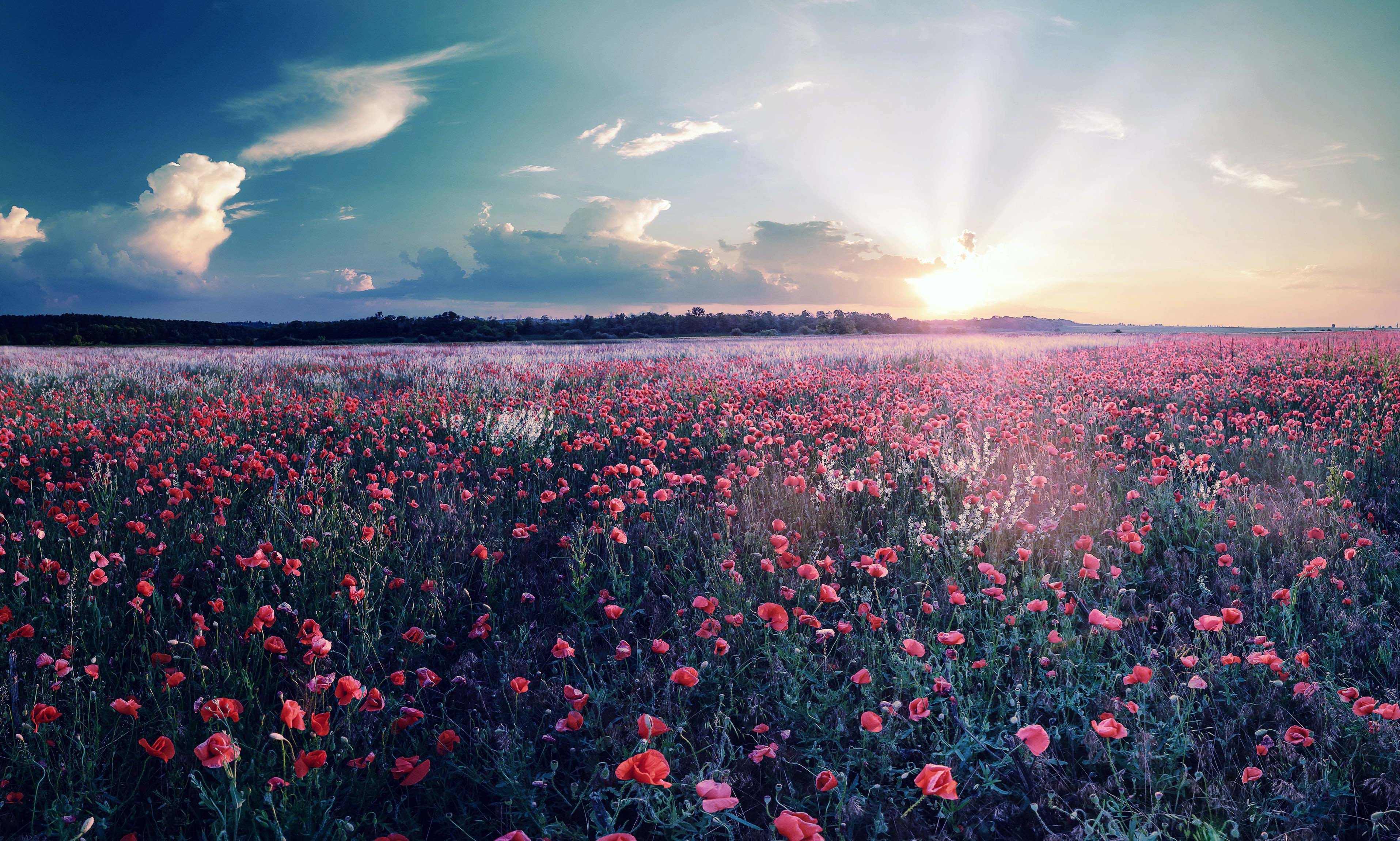 Spring Flower Sunsets Wallpapers - Wallpaper Cave