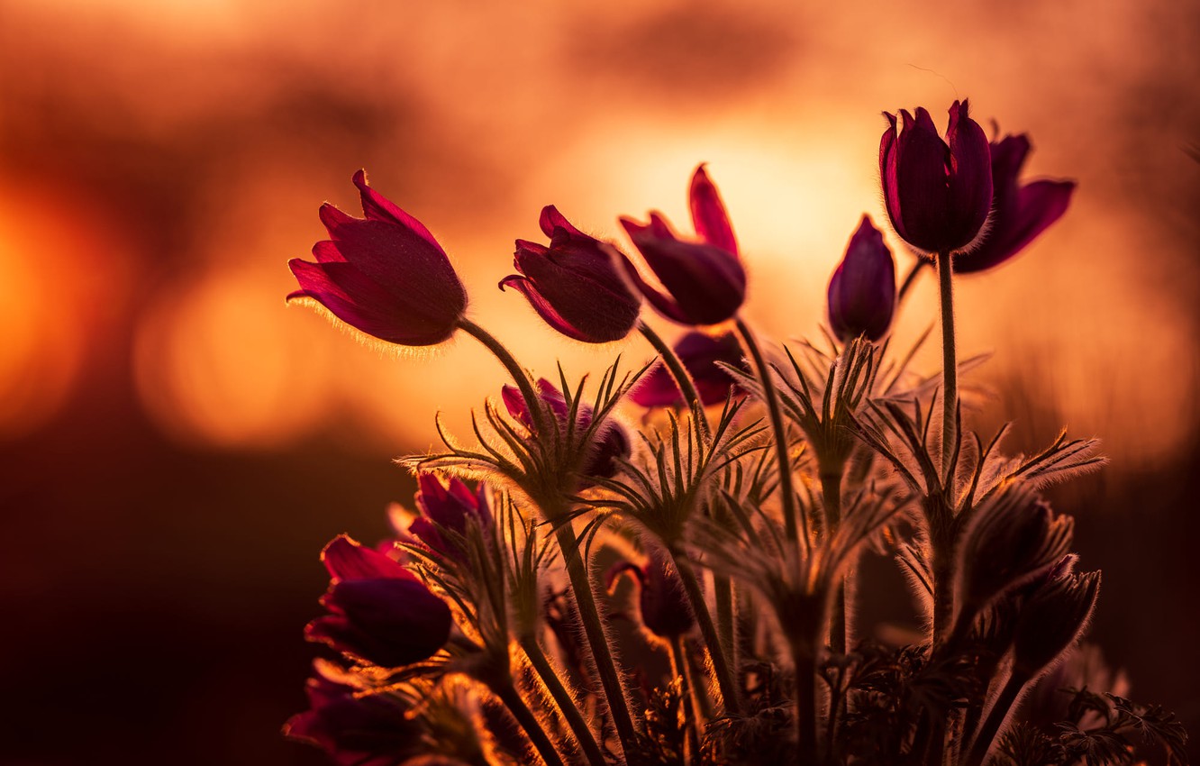 Spring Flower Sunsets Wallpapers - Wallpaper Cave