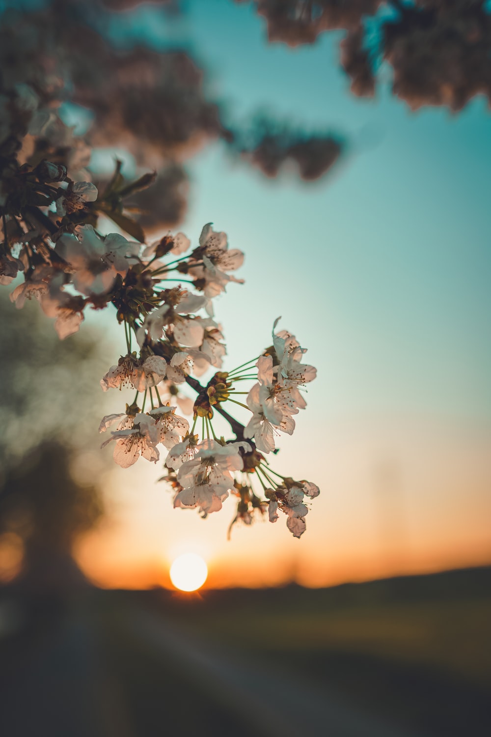 Spring Flower Sunsets Wallpapers - Wallpaper Cave