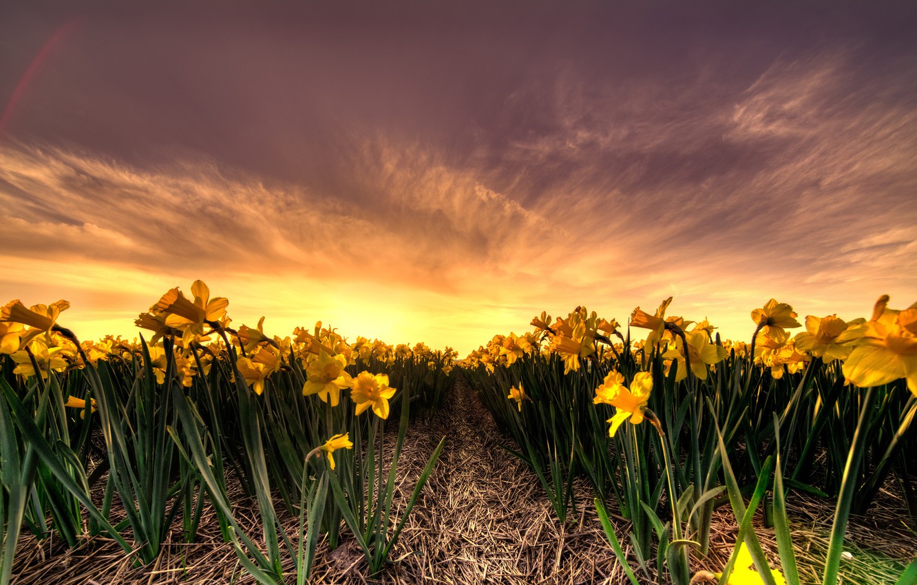 Spring Flower Sunsets Wallpapers - Wallpaper Cave