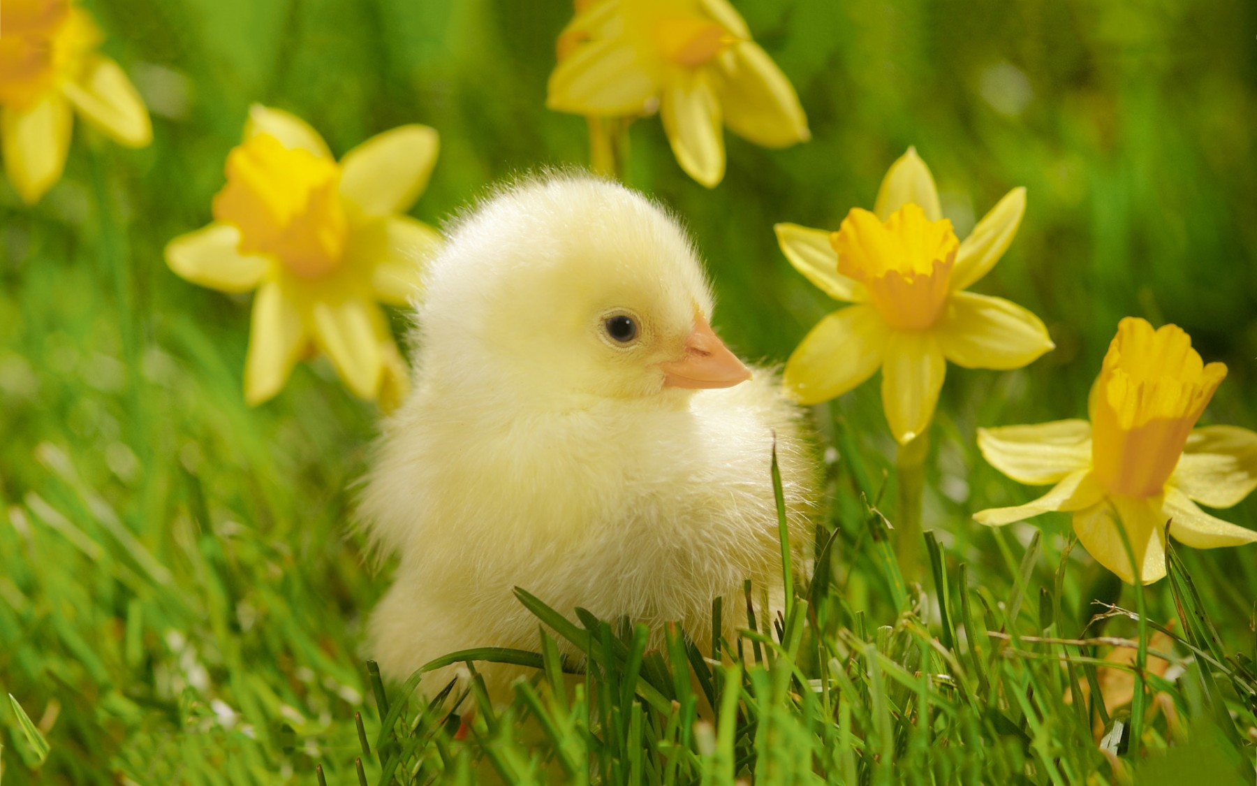Cute Chick Wallpapers - Wallpaper Cave