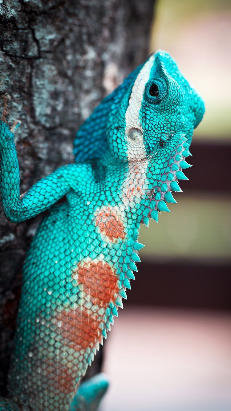 Lizard Phone Wallpapers - Wallpaper Cave