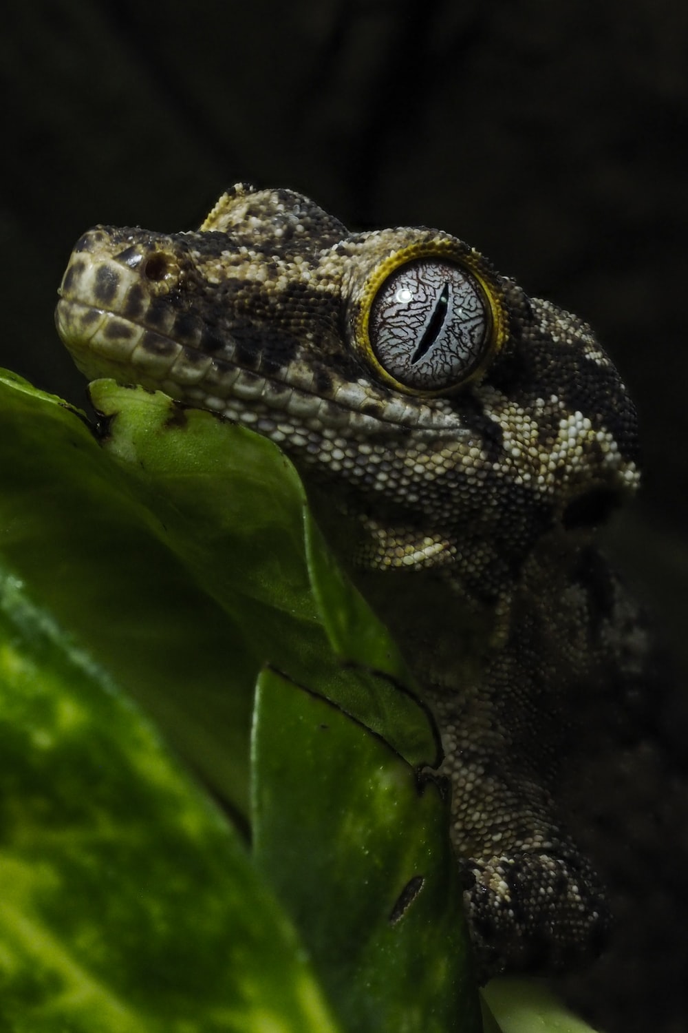 Lizard Phone Wallpapers - Wallpaper Cave