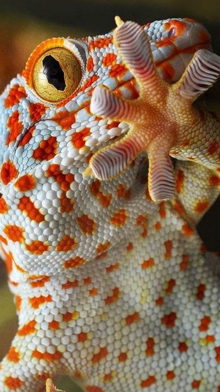 Lizard Phone Wallpapers - Wallpaper Cave