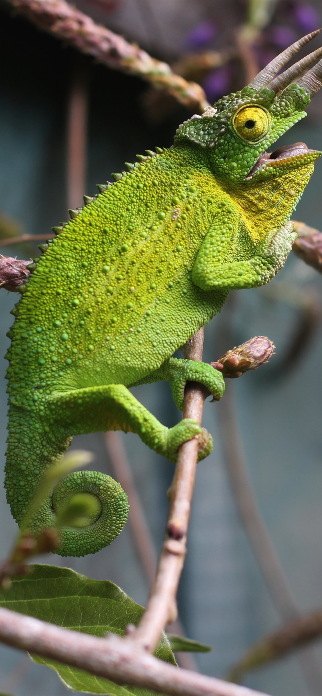 Lizard Phone Wallpapers - Wallpaper Cave