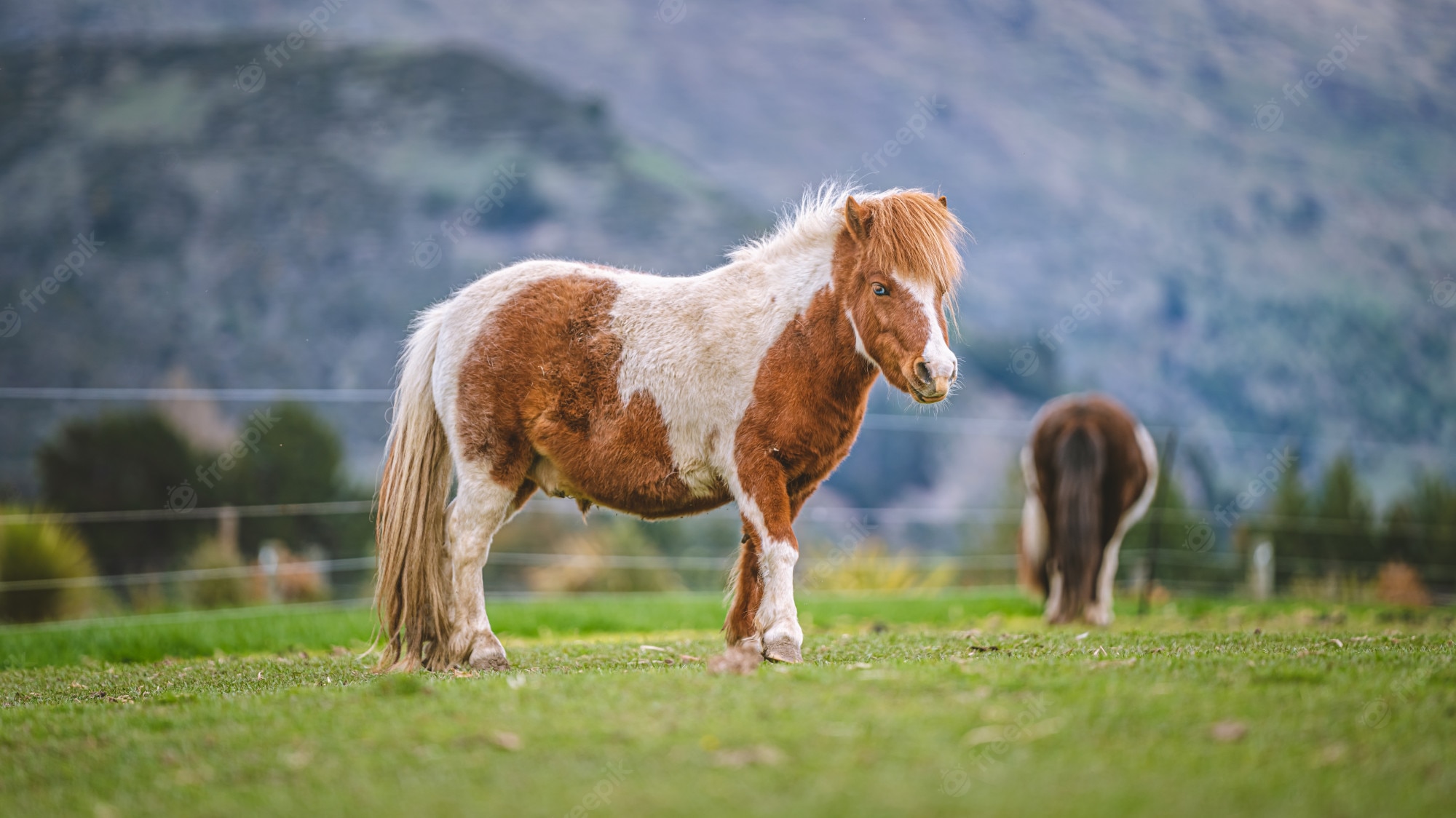 Shetland Pony Wallpapers - Wallpaper Cave