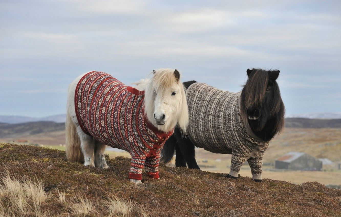 Shetland Pony Wallpapers - Wallpaper Cave