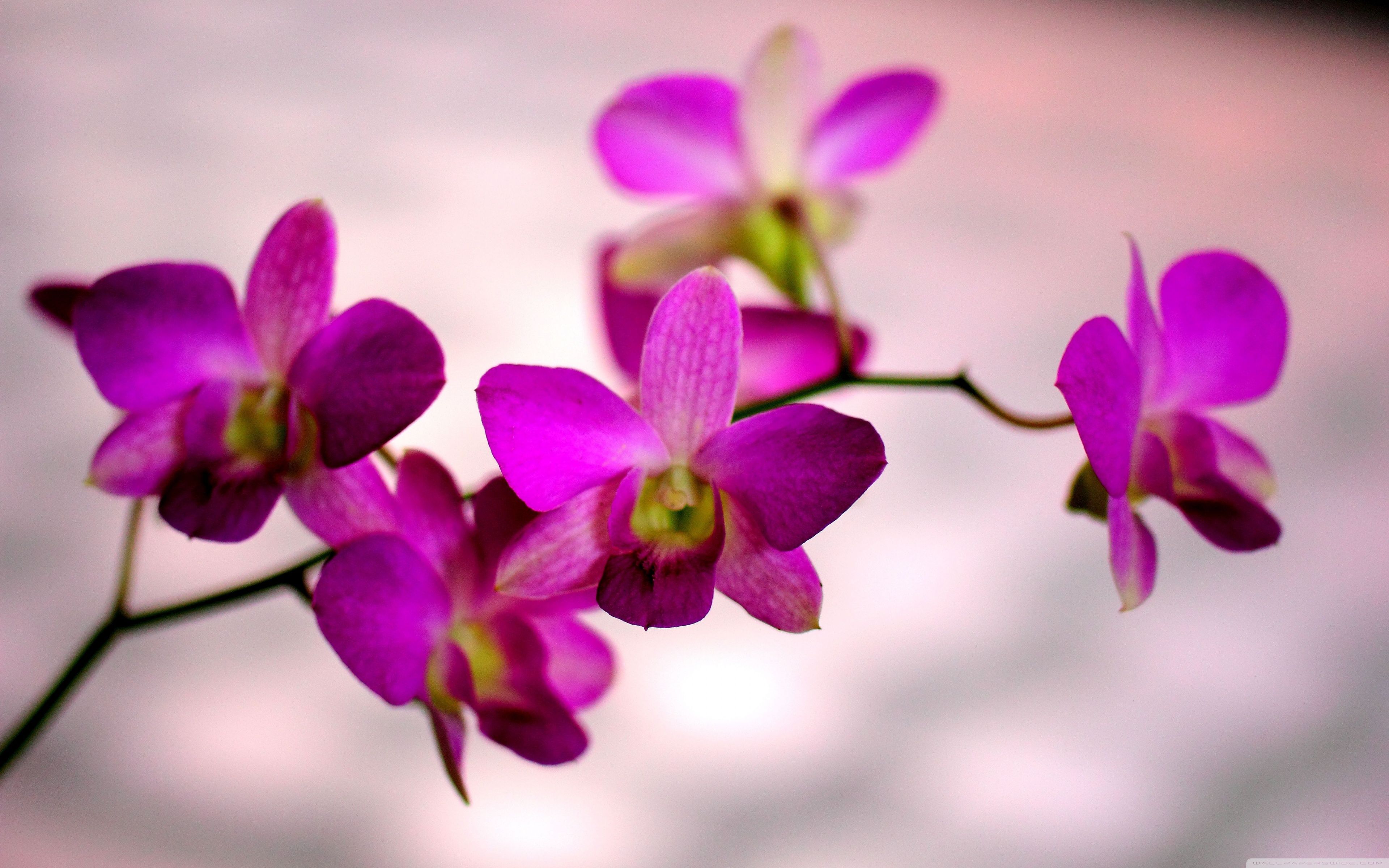 Colorful Orchids Wallpapers - Wallpaper Cave