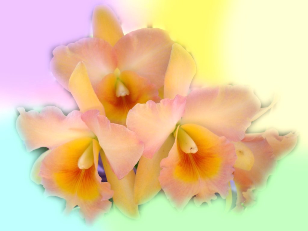 Colorful Orchids Wallpapers - Wallpaper Cave