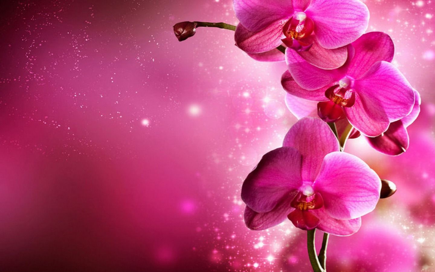 Colorful Orchids Wallpapers - Wallpaper Cave