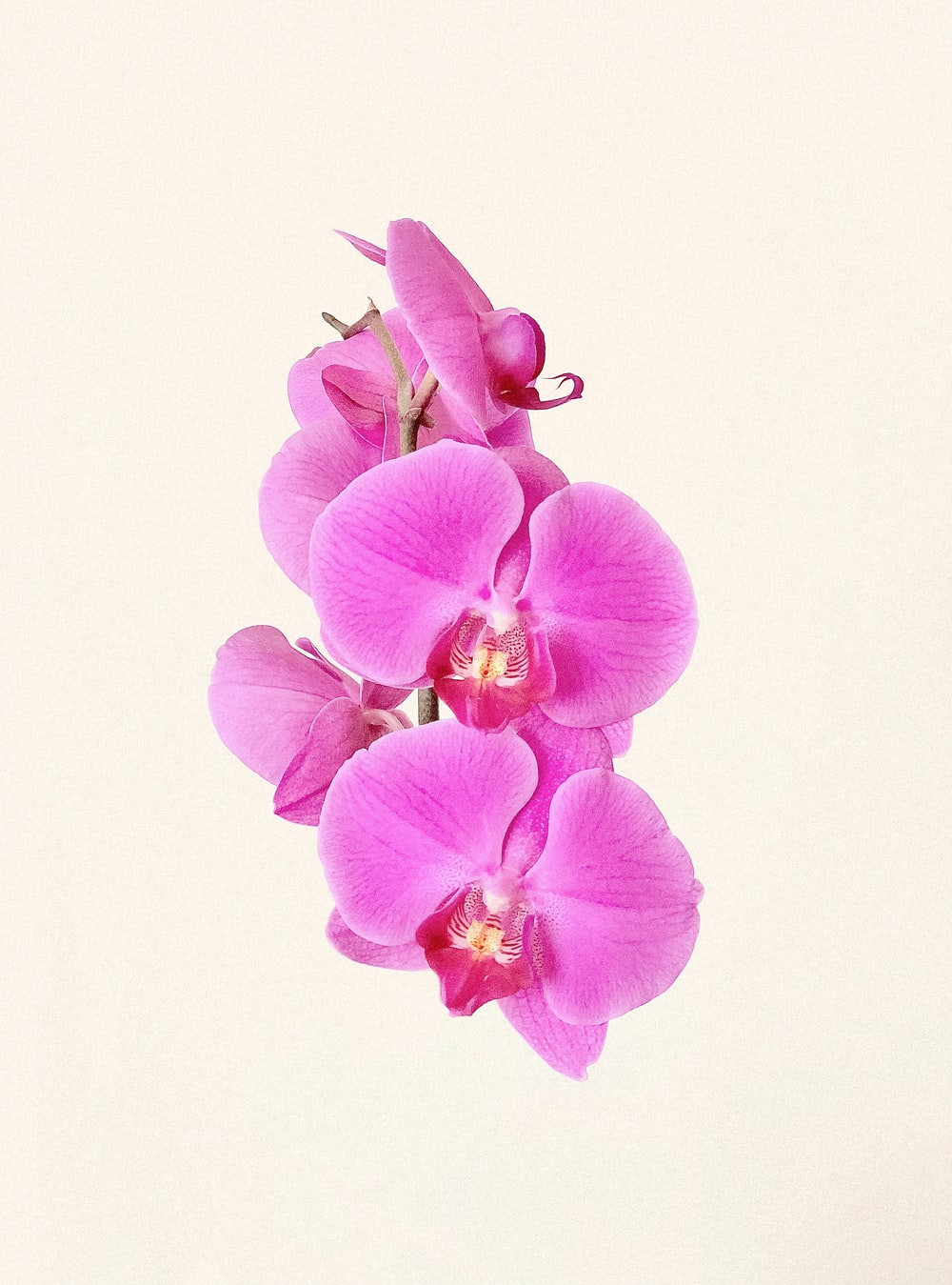 Colorful Orchids Wallpapers - Wallpaper Cave