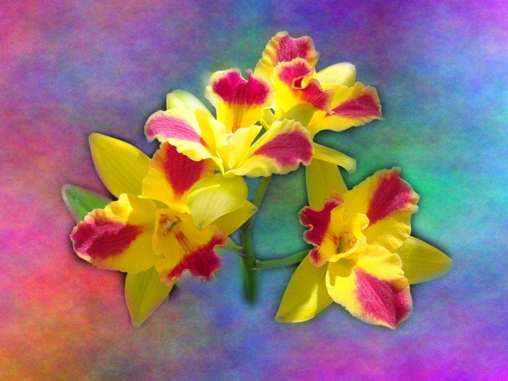 Colorful Orchids Wallpapers - Wallpaper Cave