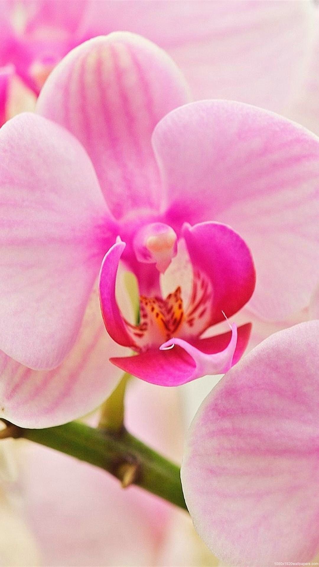 Colorful Orchids Wallpapers - Wallpaper Cave