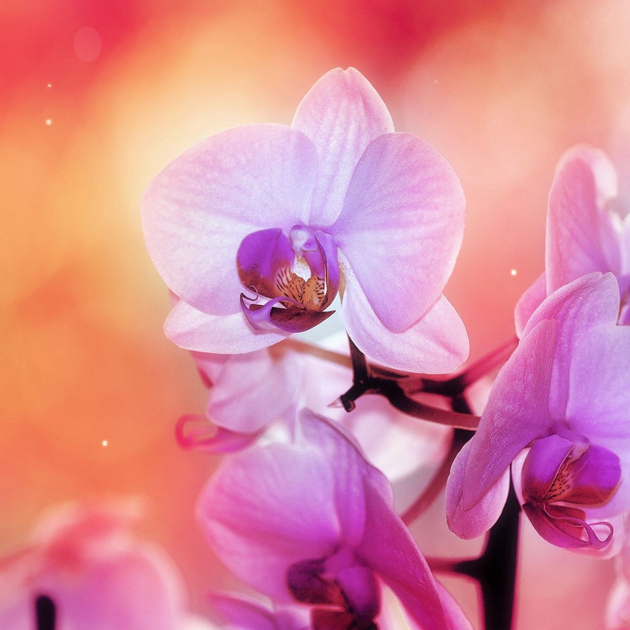 Colorful Orchids Wallpapers - Wallpaper Cave