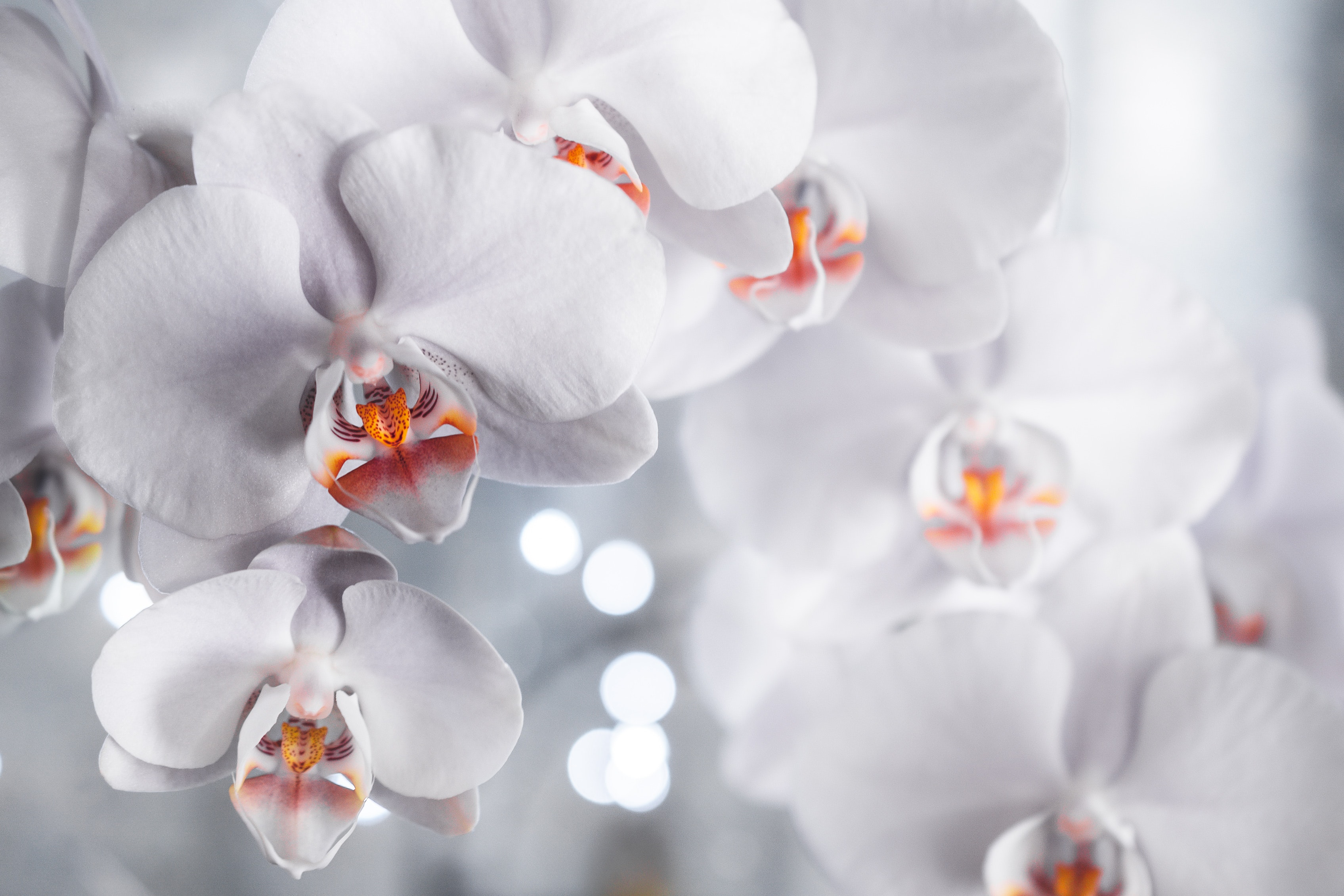 Colorful Orchids Wallpapers - Wallpaper Cave