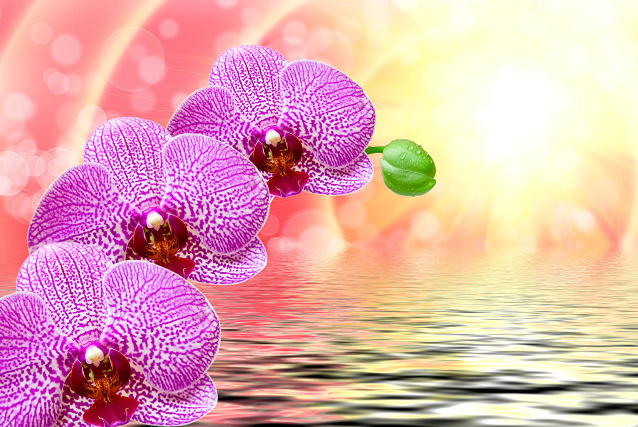Colorful Orchids Wallpapers - Wallpaper Cave