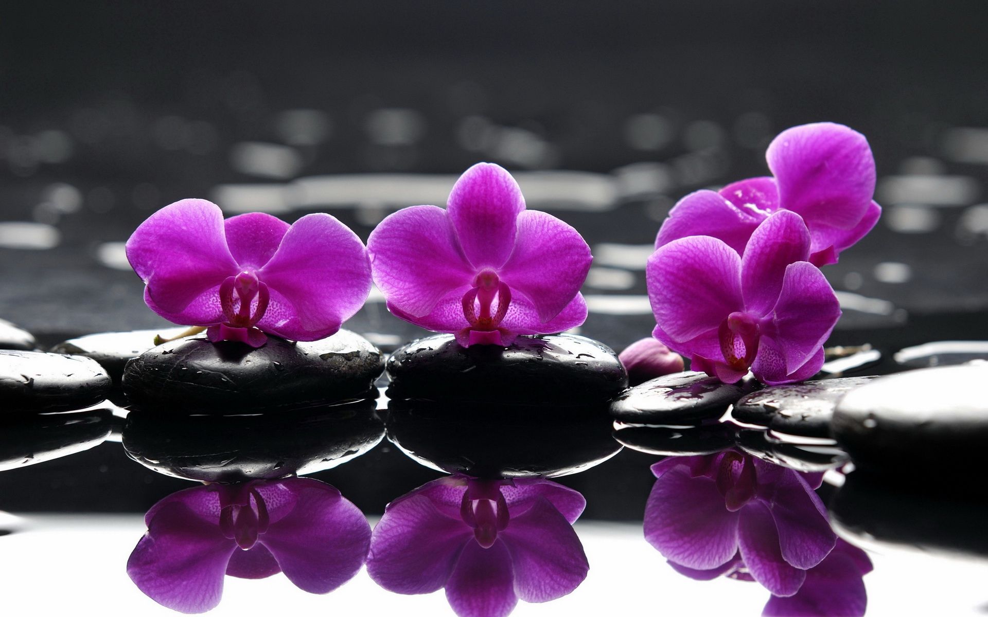 Colorful Orchids Wallpapers - Wallpaper Cave