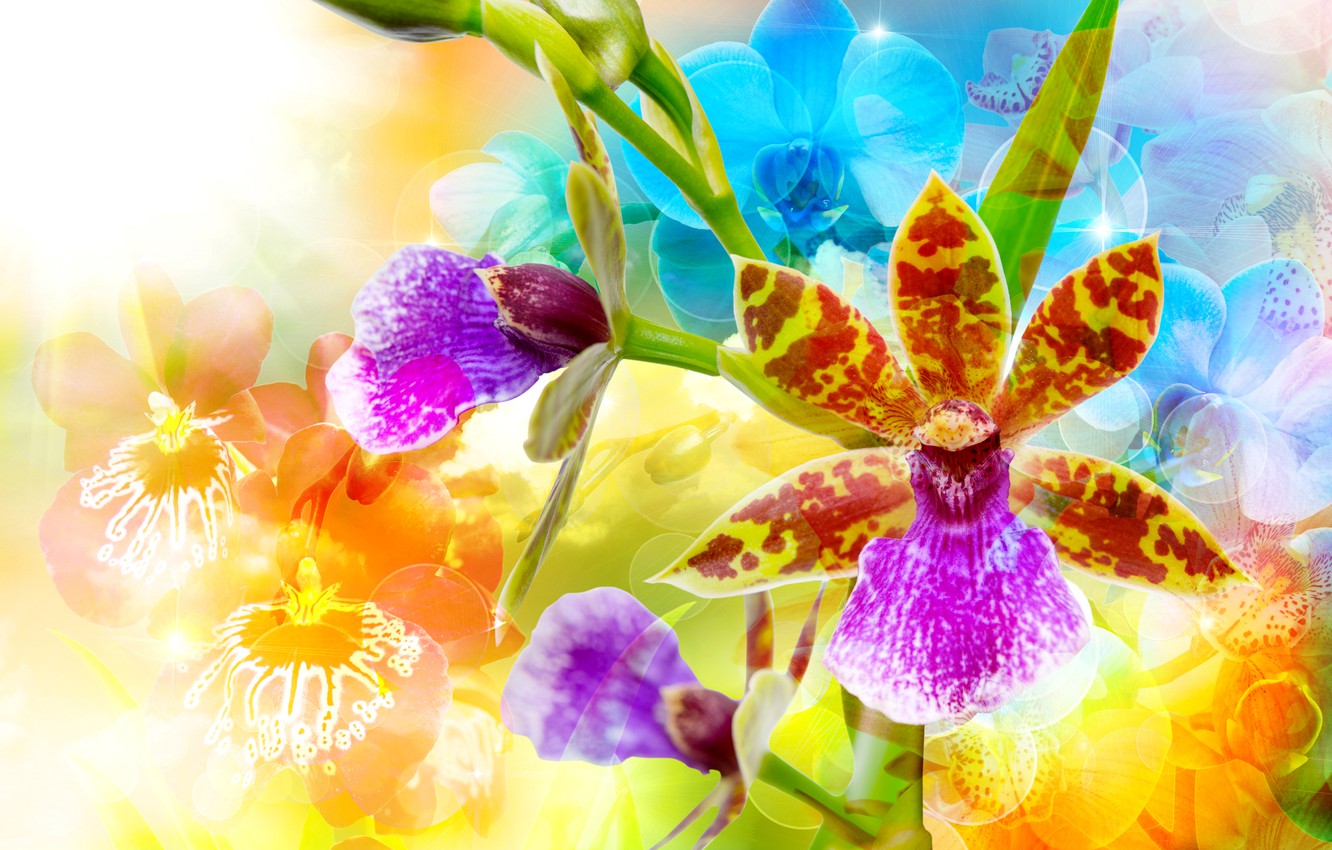 Colorful Orchids Wallpapers - Wallpaper Cave