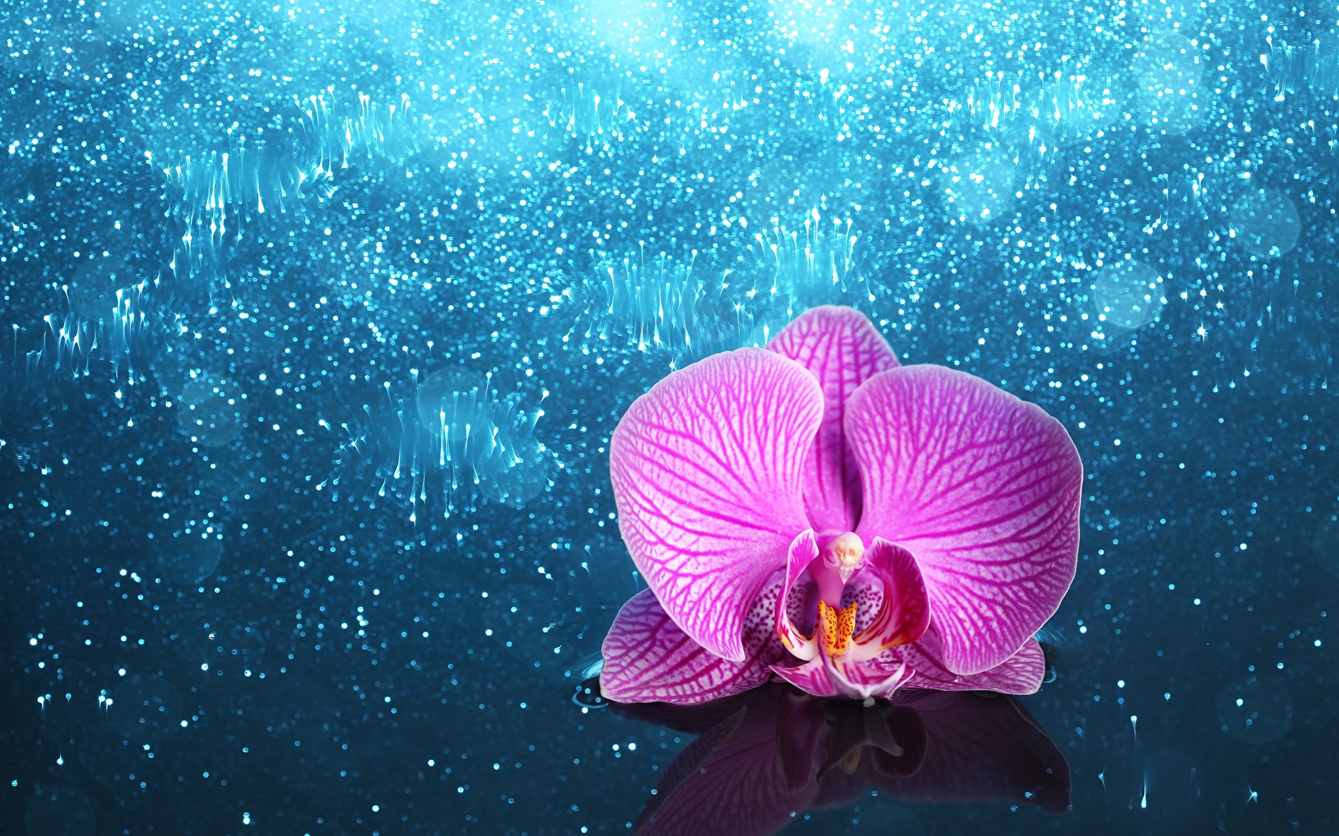 Colorful Orchids Wallpapers - Wallpaper Cave