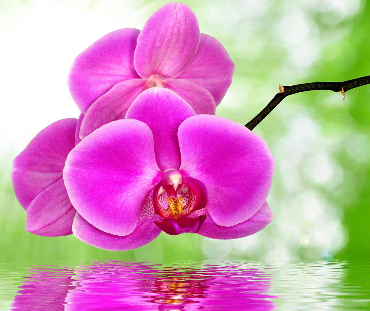 Colorful Orchids Wallpapers - Wallpaper Cave