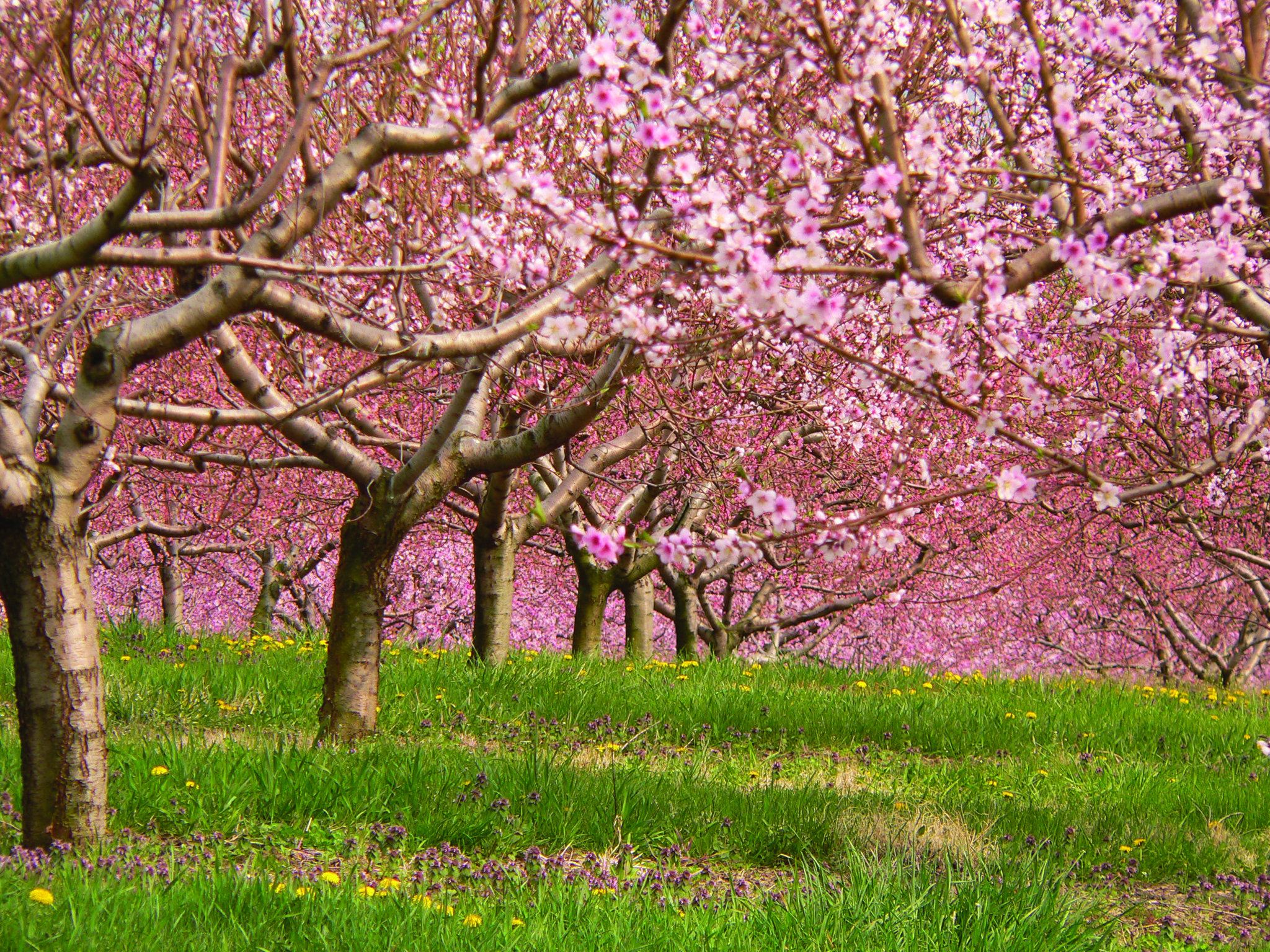 Trees Spring Time Wallpapers - Wallpaper Cave