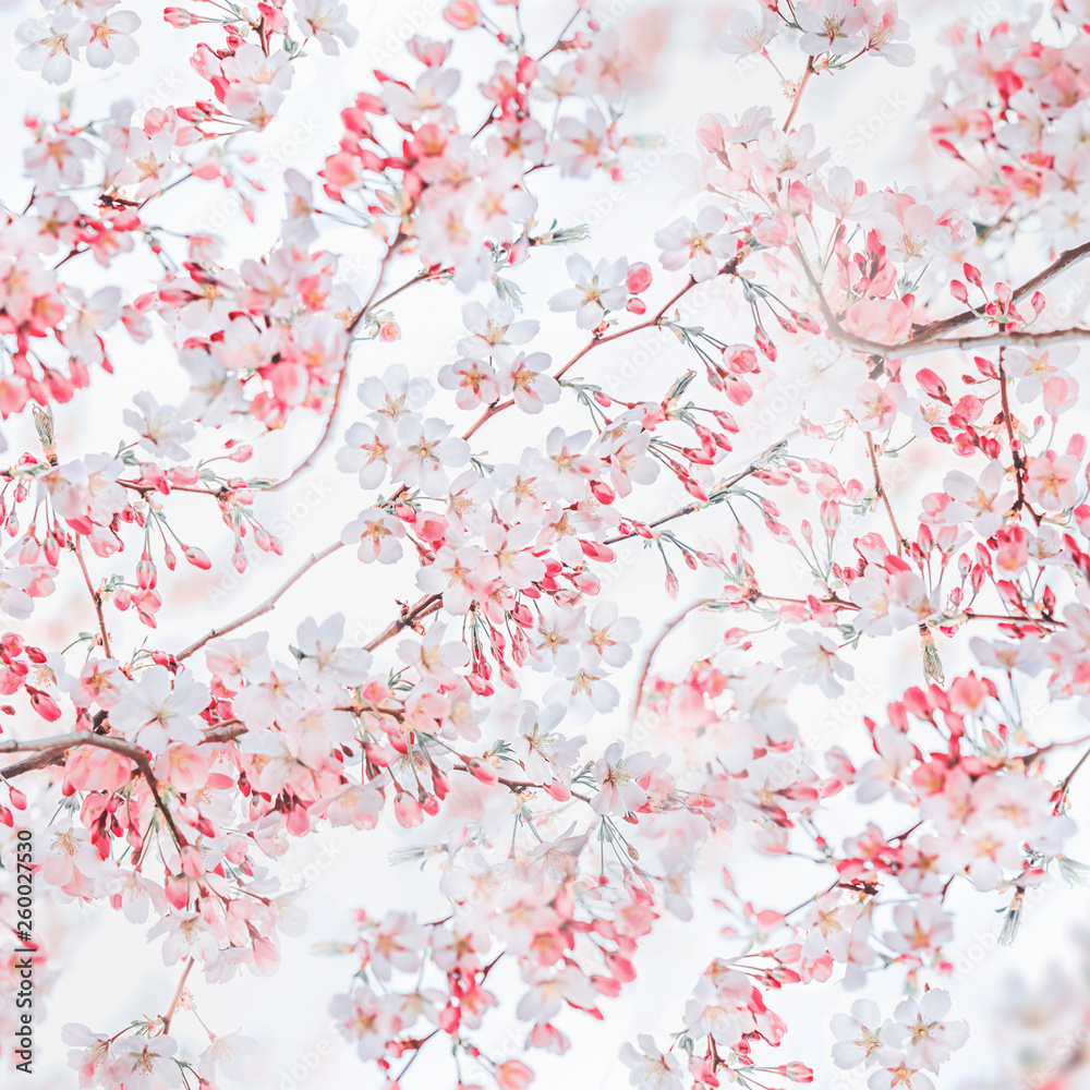 Trees Spring Time Wallpapers - Wallpaper Cave