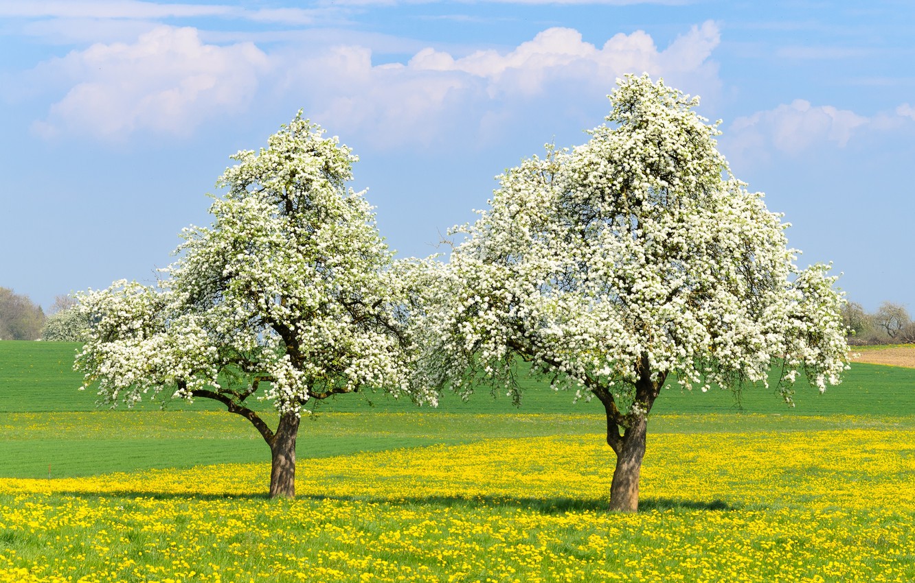 Trees Spring Time Wallpapers - Wallpaper Cave