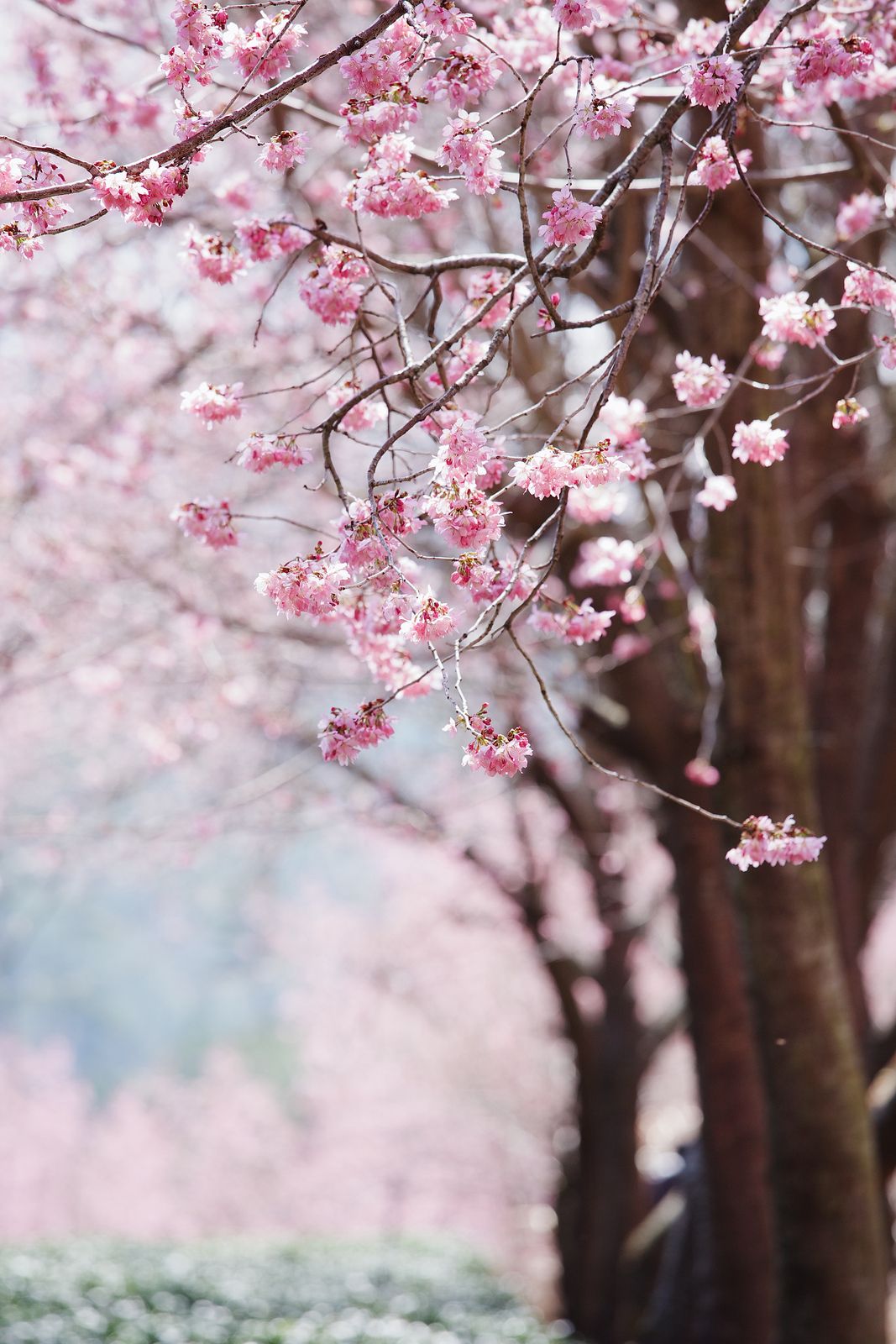 Trees Spring Time Wallpapers - Wallpaper Cave