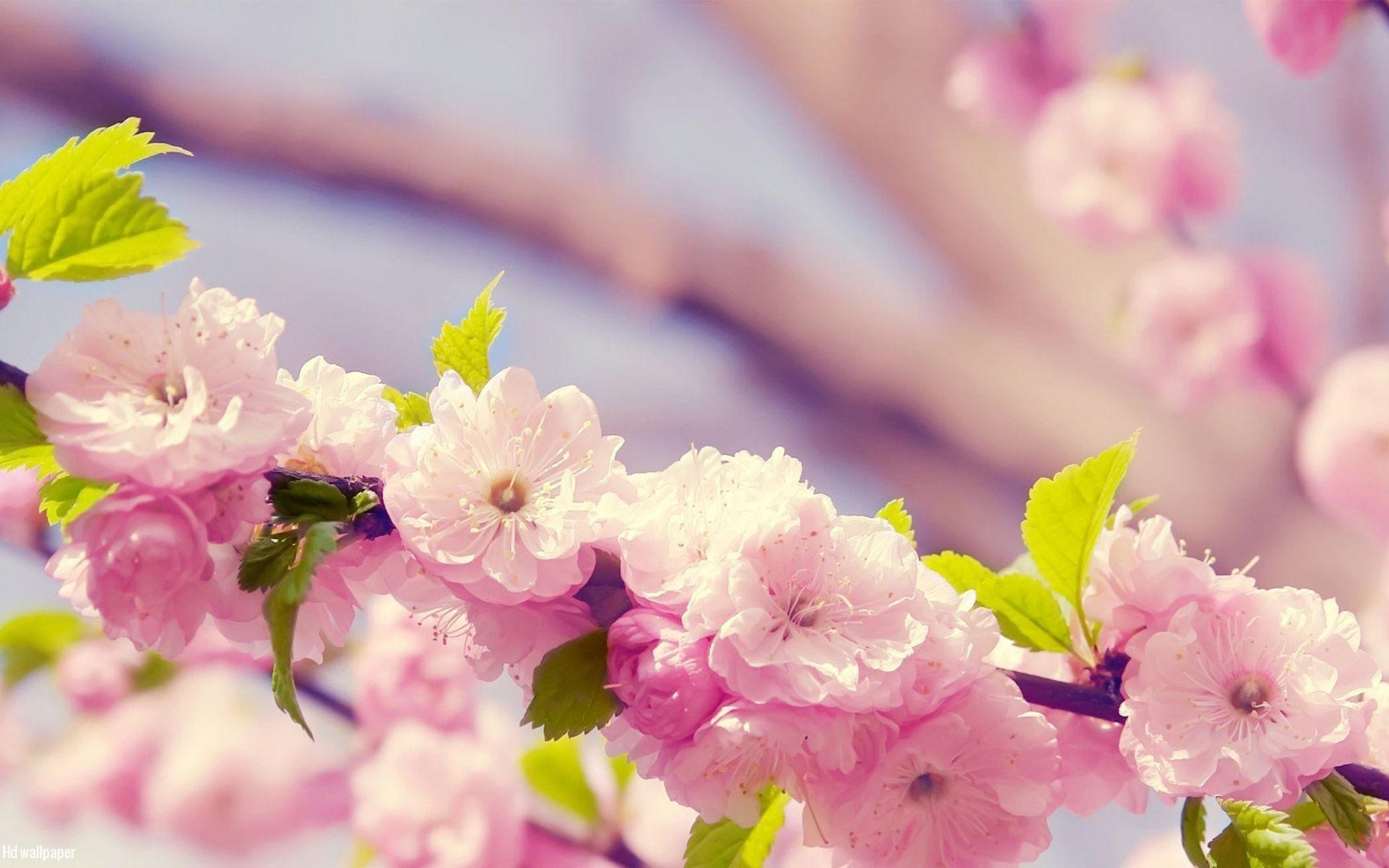 Trees Spring Time Wallpapers - Wallpaper Cave