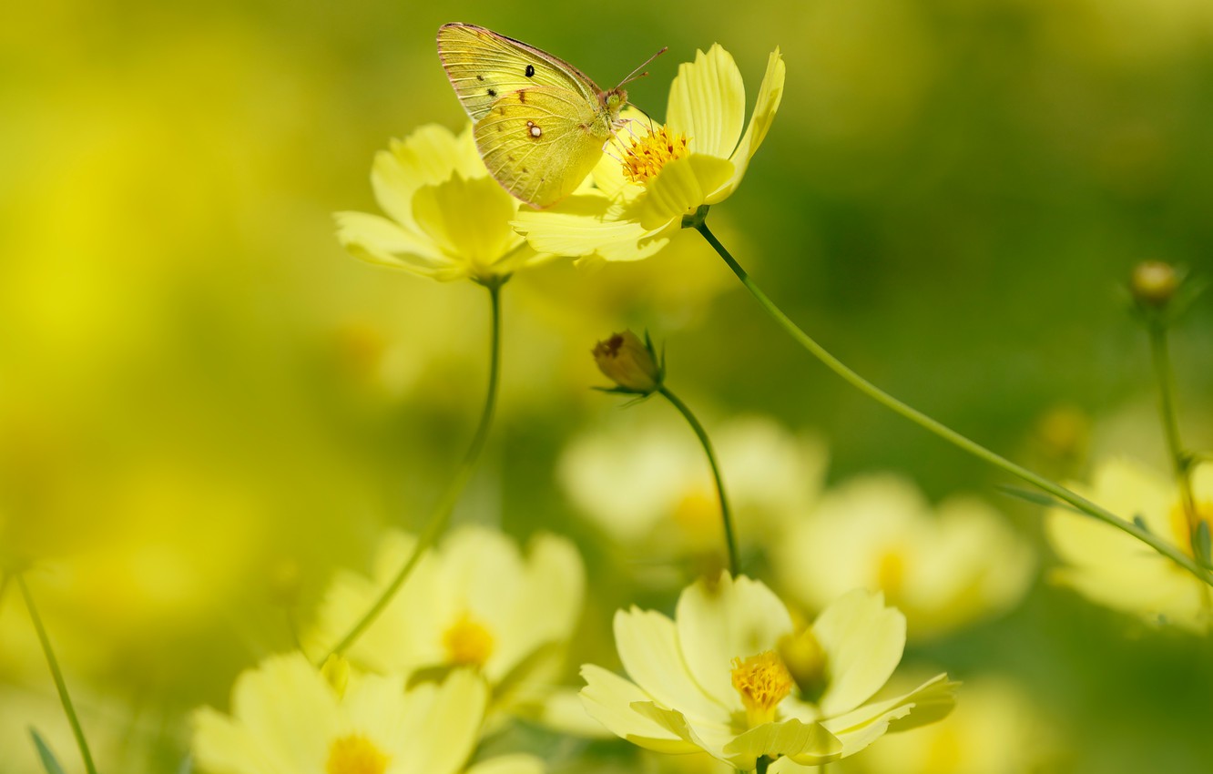 Yellow Butterfly Summer Wallpapers - Wallpaper Cave