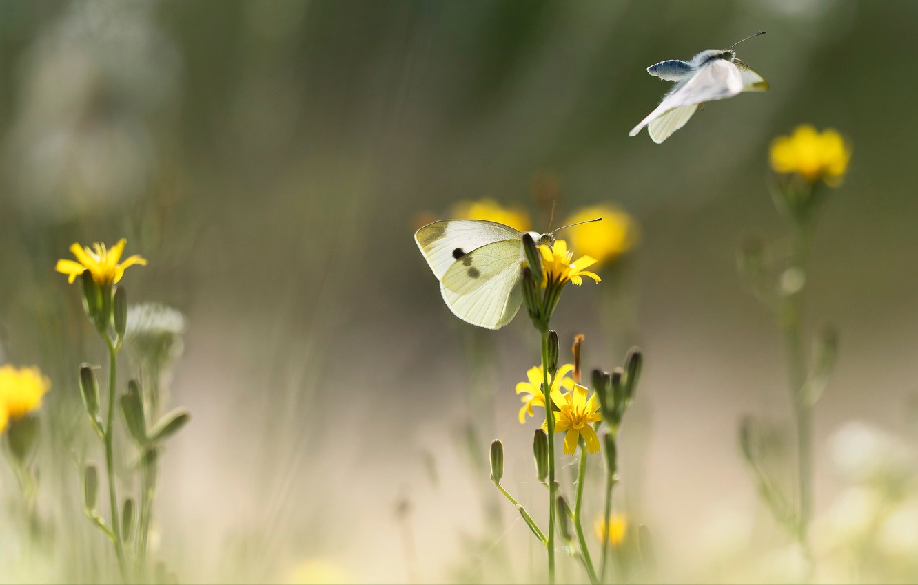 Yellow Butterfly Summer Wallpapers - Wallpaper Cave