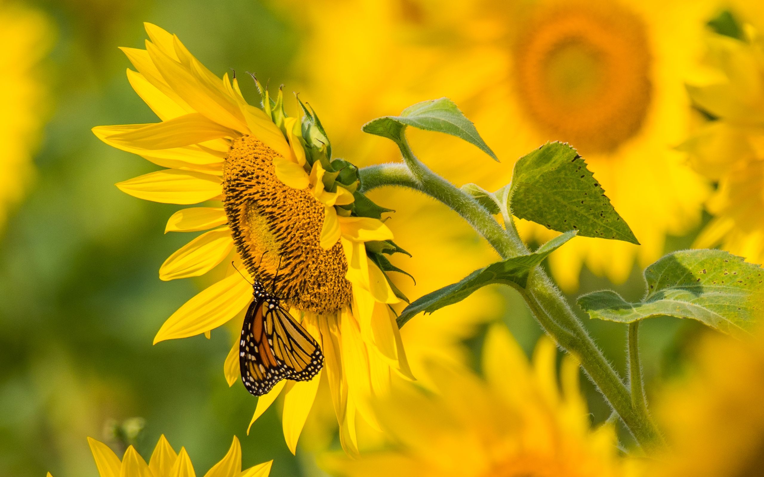 Yellow Butterfly Summer Wallpapers - Wallpaper Cave