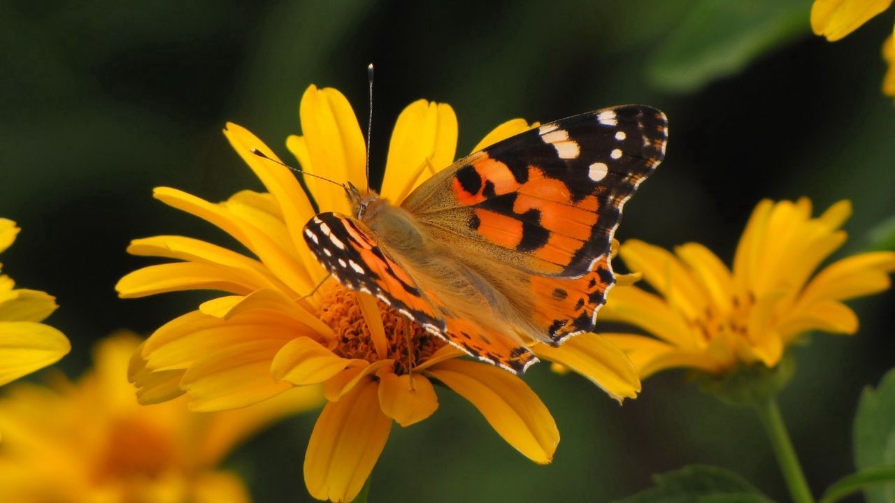Yellow Butterfly Summer Wallpapers - Wallpaper Cave