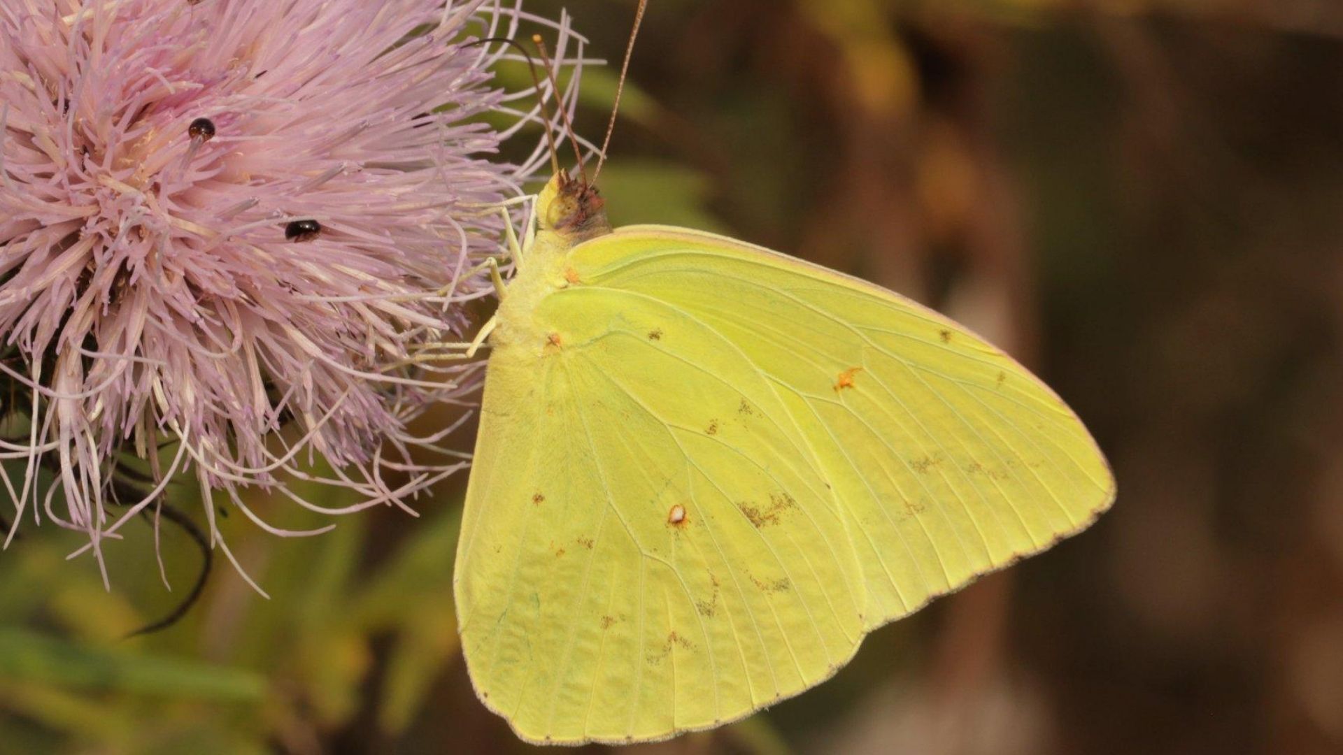 Yellow Butterfly Summer Wallpapers - Wallpaper Cave