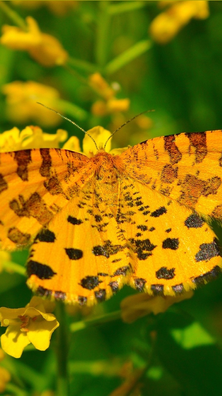 Yellow Butterfly Summer Wallpapers - Wallpaper Cave