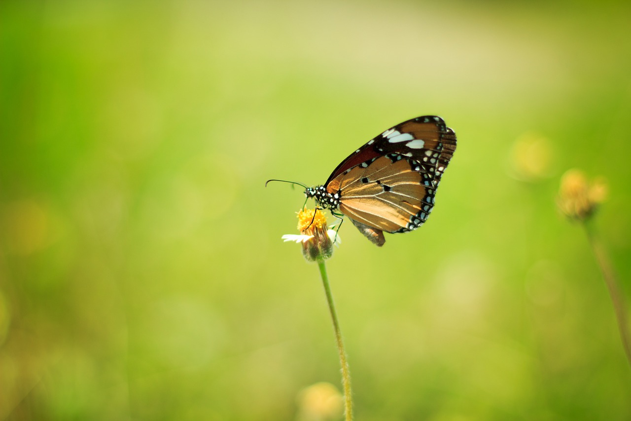 Yellow Butterfly Summer Wallpapers - Wallpaper Cave