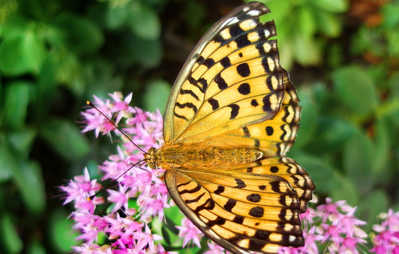 Yellow Butterfly Summer Wallpapers - Wallpaper Cave