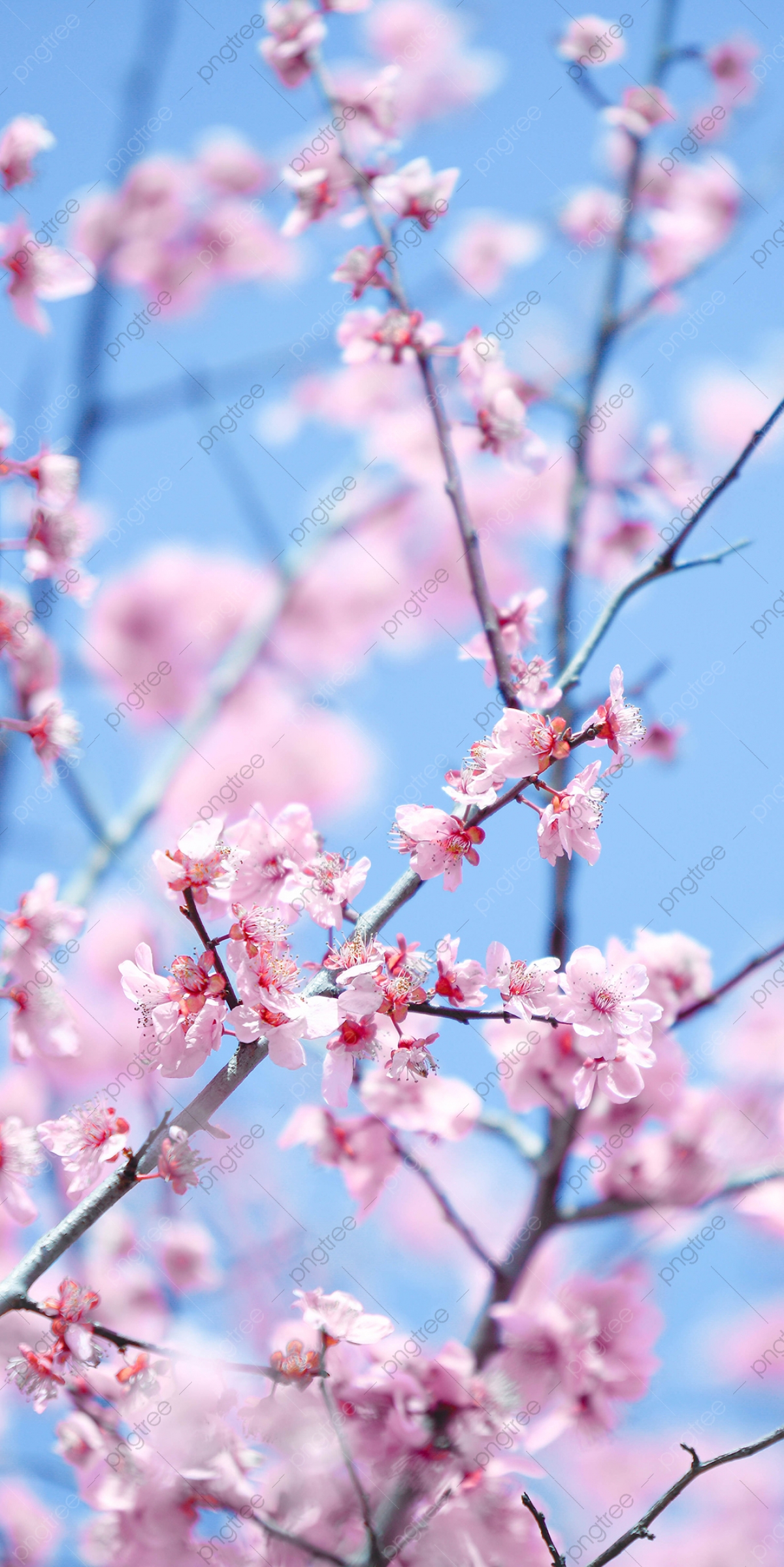 Spring Vertical Wallpapers - Wallpaper Cave