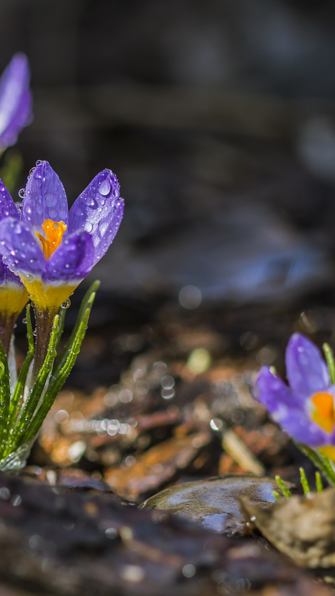 Spring Vertical Wallpapers - Wallpaper Cave