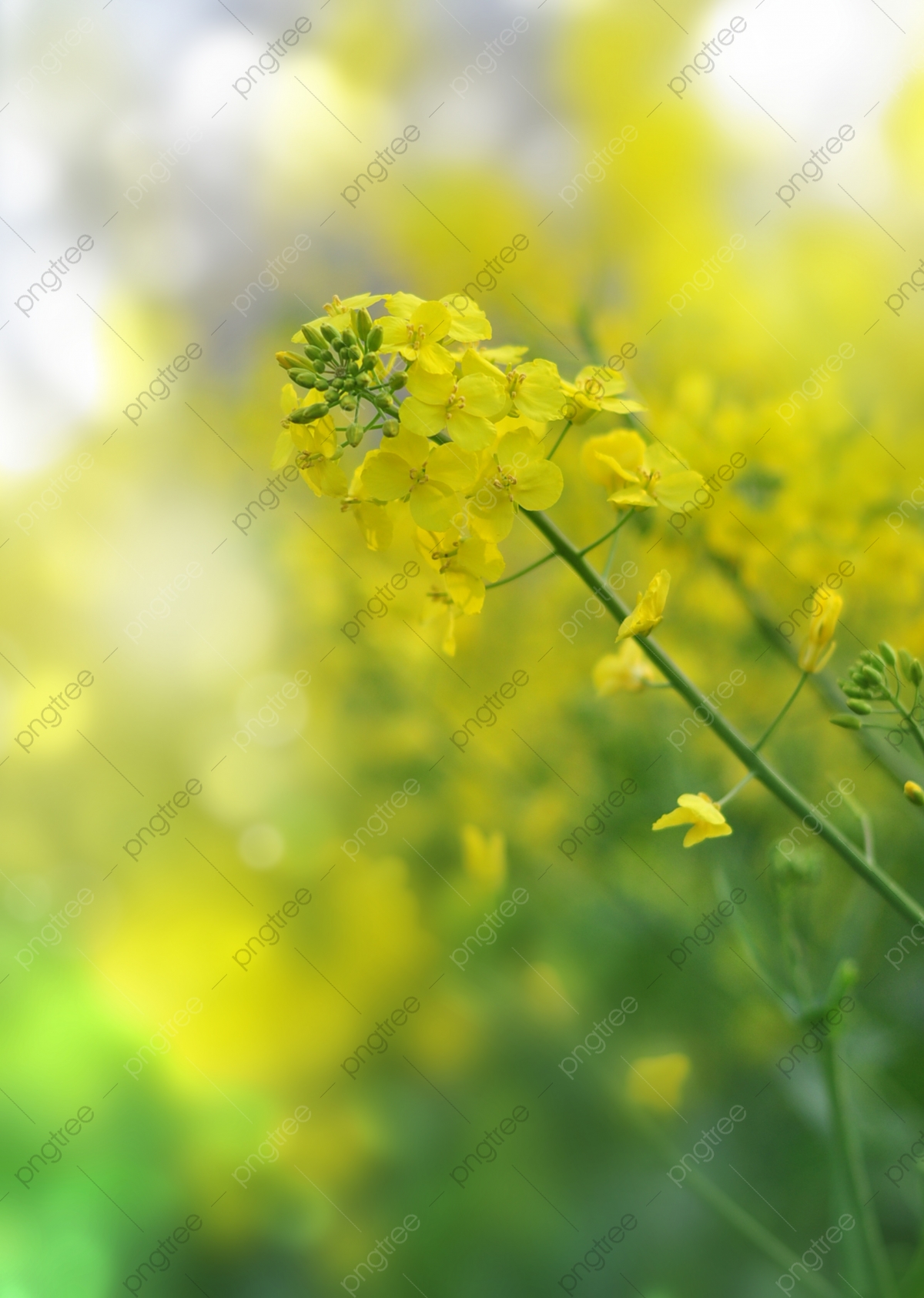 Spring Vertical Wallpapers - Wallpaper Cave