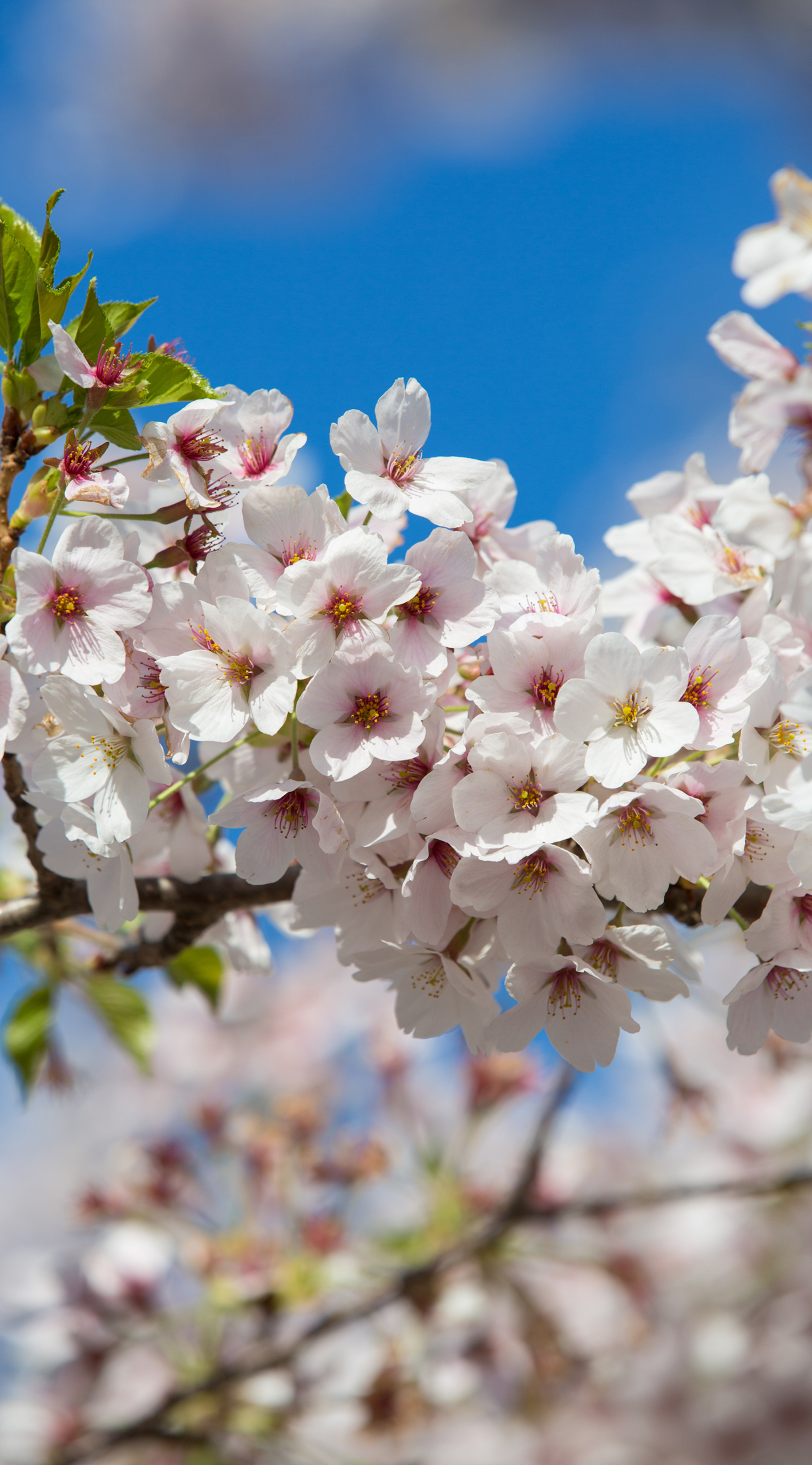 Spring Vertical Wallpapers - Wallpaper Cave