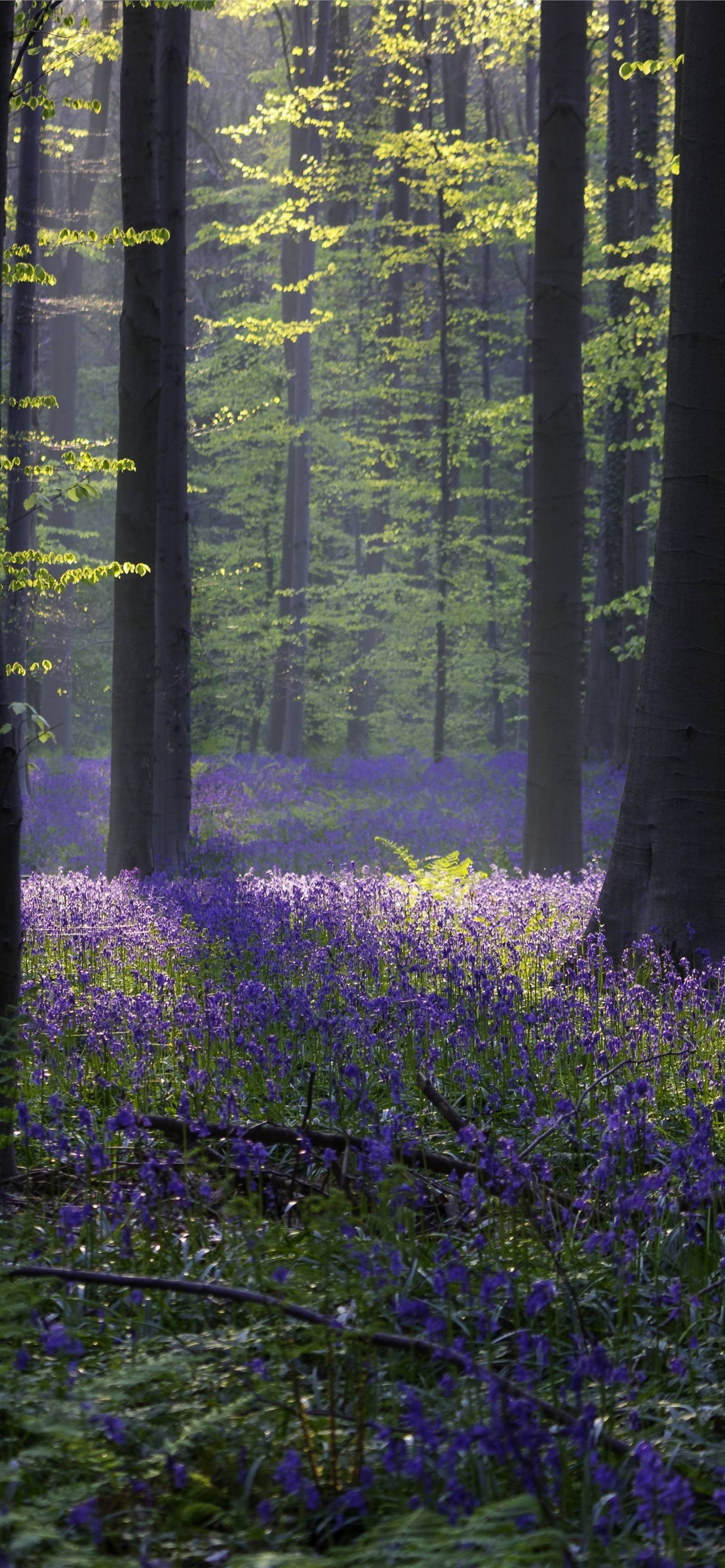 Spring Vertical Wallpapers - Wallpaper Cave