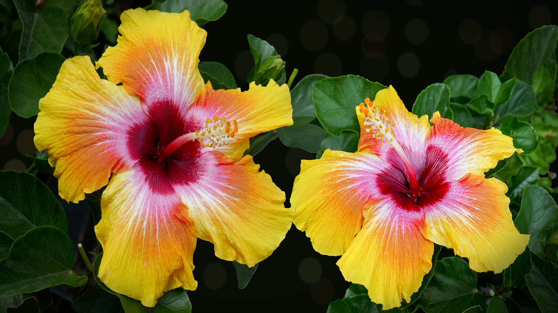 Chinese Hibiscus Wallpapers - Wallpaper Cave