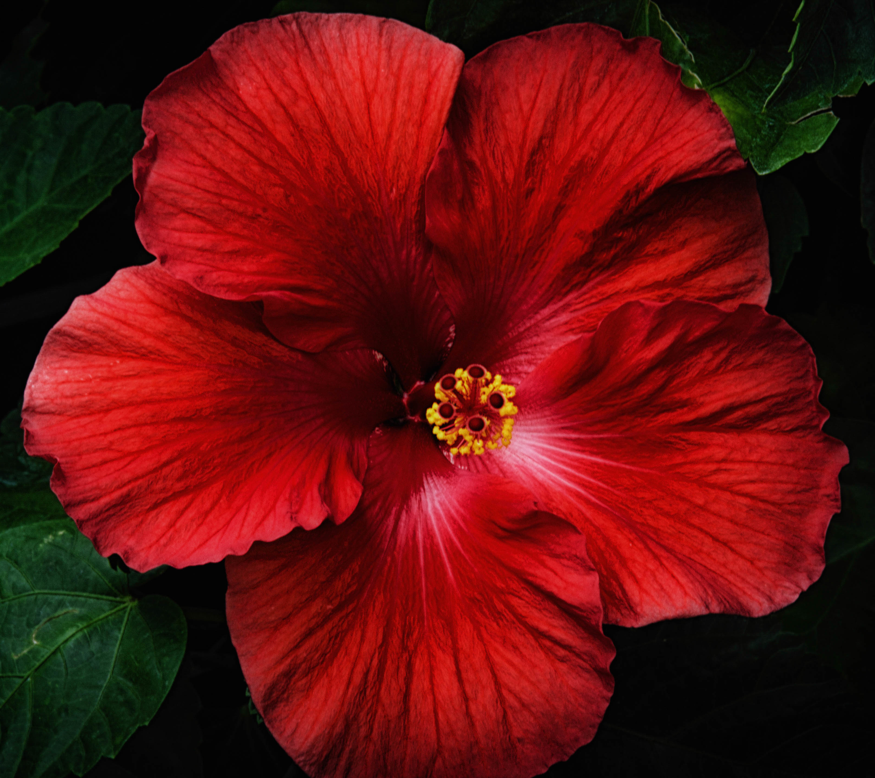 Chinese Hibiscus Wallpapers - Wallpaper Cave