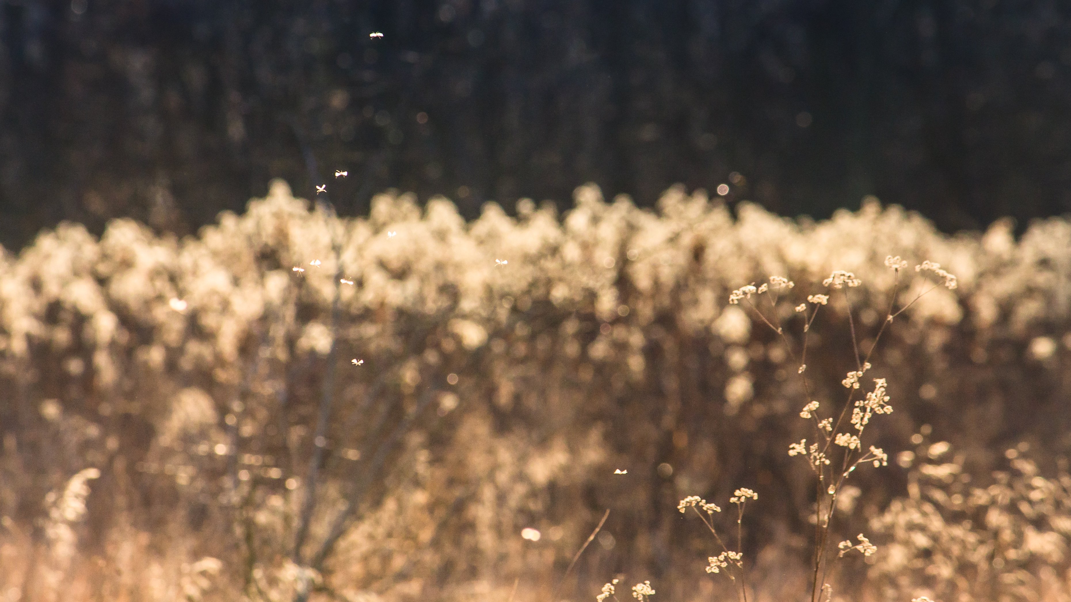 Summer Afternoon Wallpapers - Wallpaper Cave