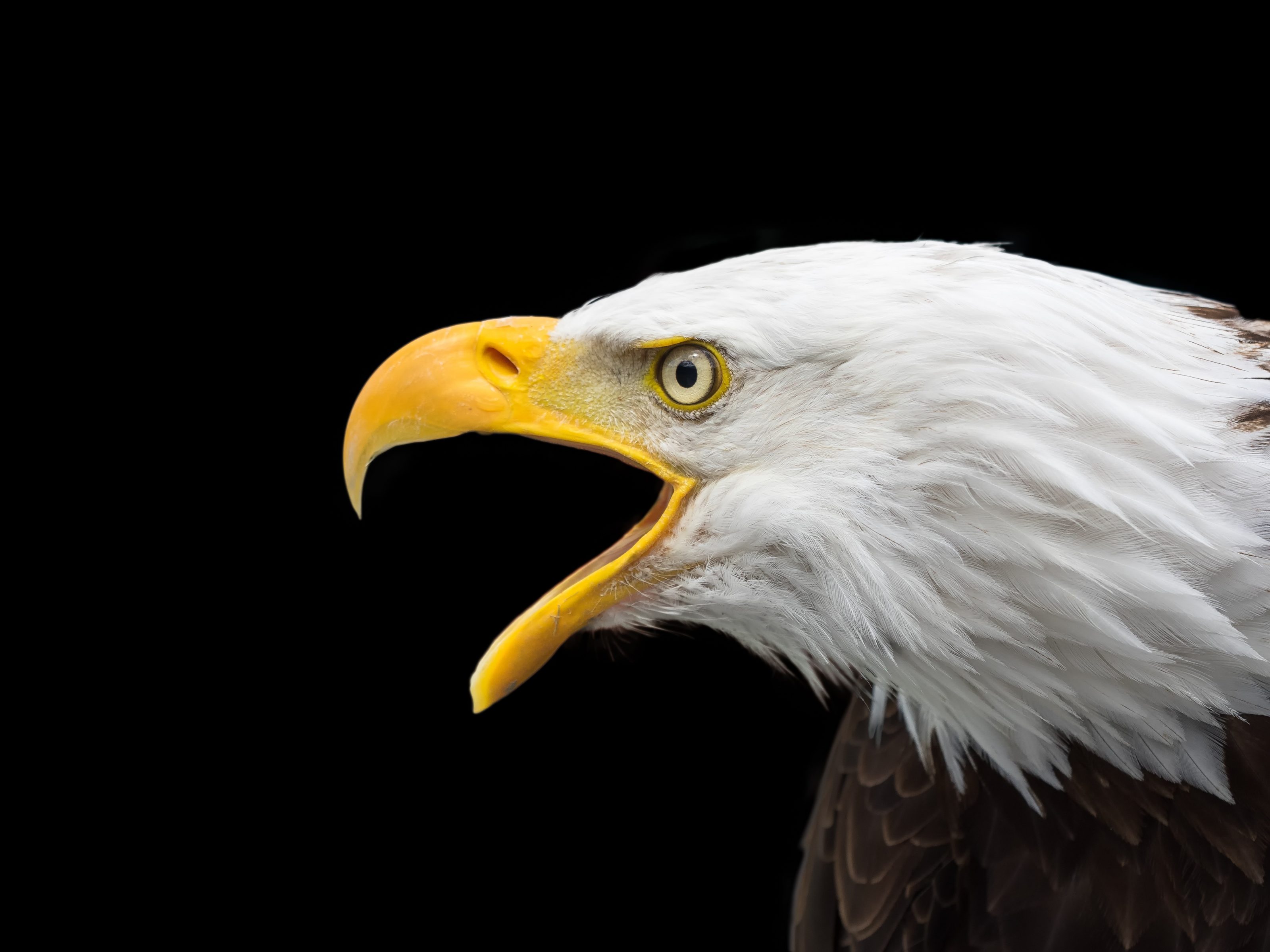 Eagle Face Wallpapers - Wallpaper Cave