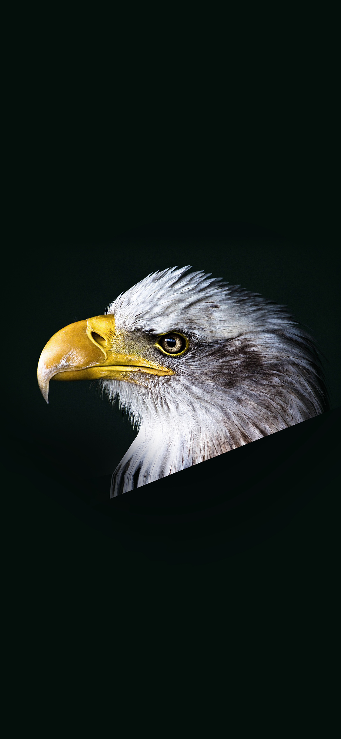 Eagle Face Wallpapers - Wallpaper Cave